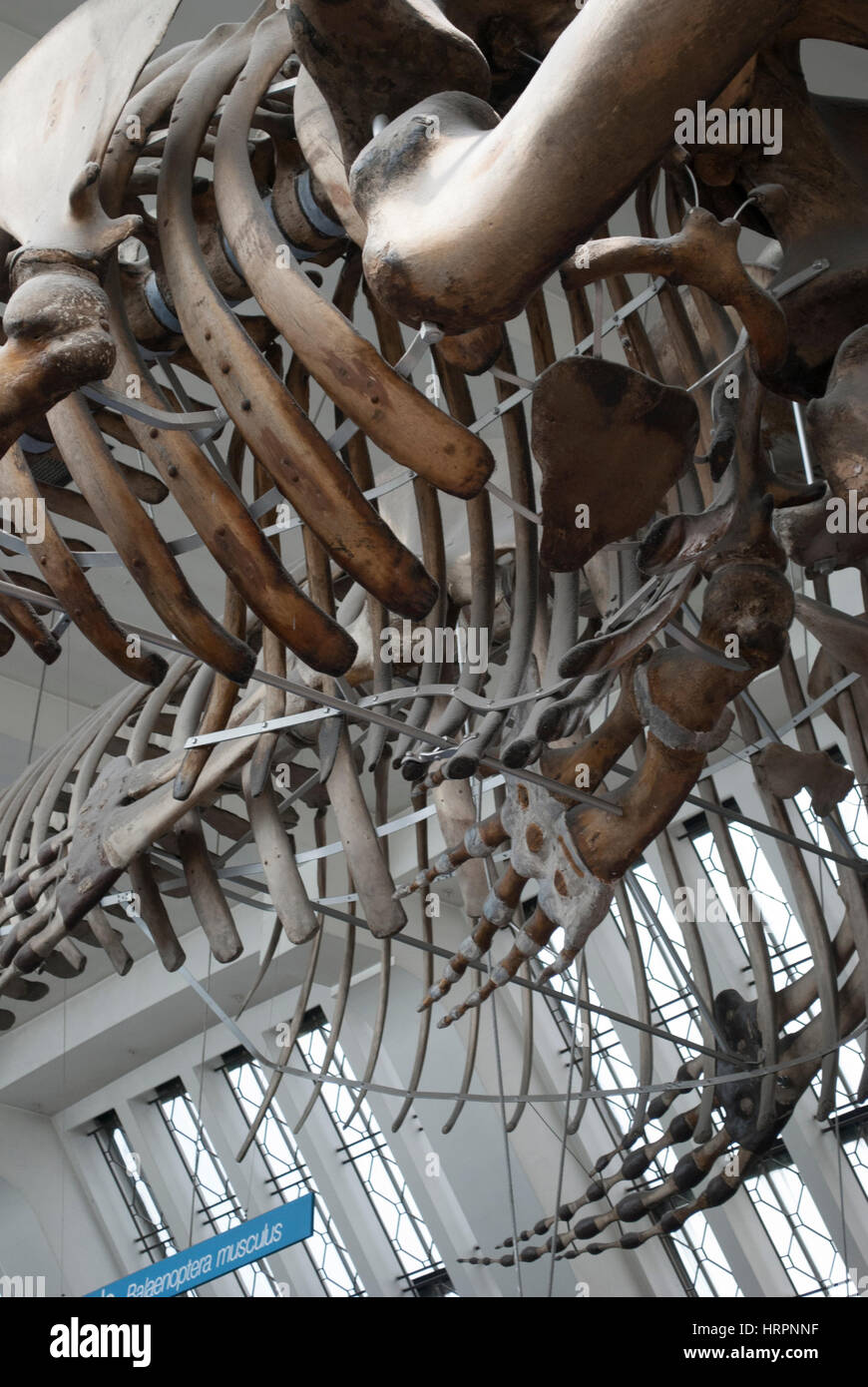 Ribs of whale skeletons in The Mammals Gallery in The Natural History ...