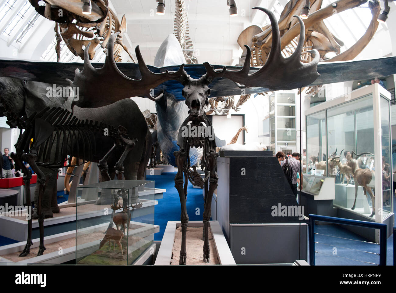 Skeleton of a Irish elk / giant with large antlers in The Mammals ...