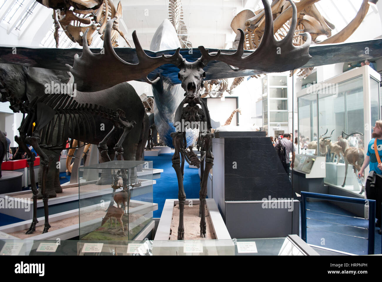 Irish elk hi-res stock photography and images - Alamy