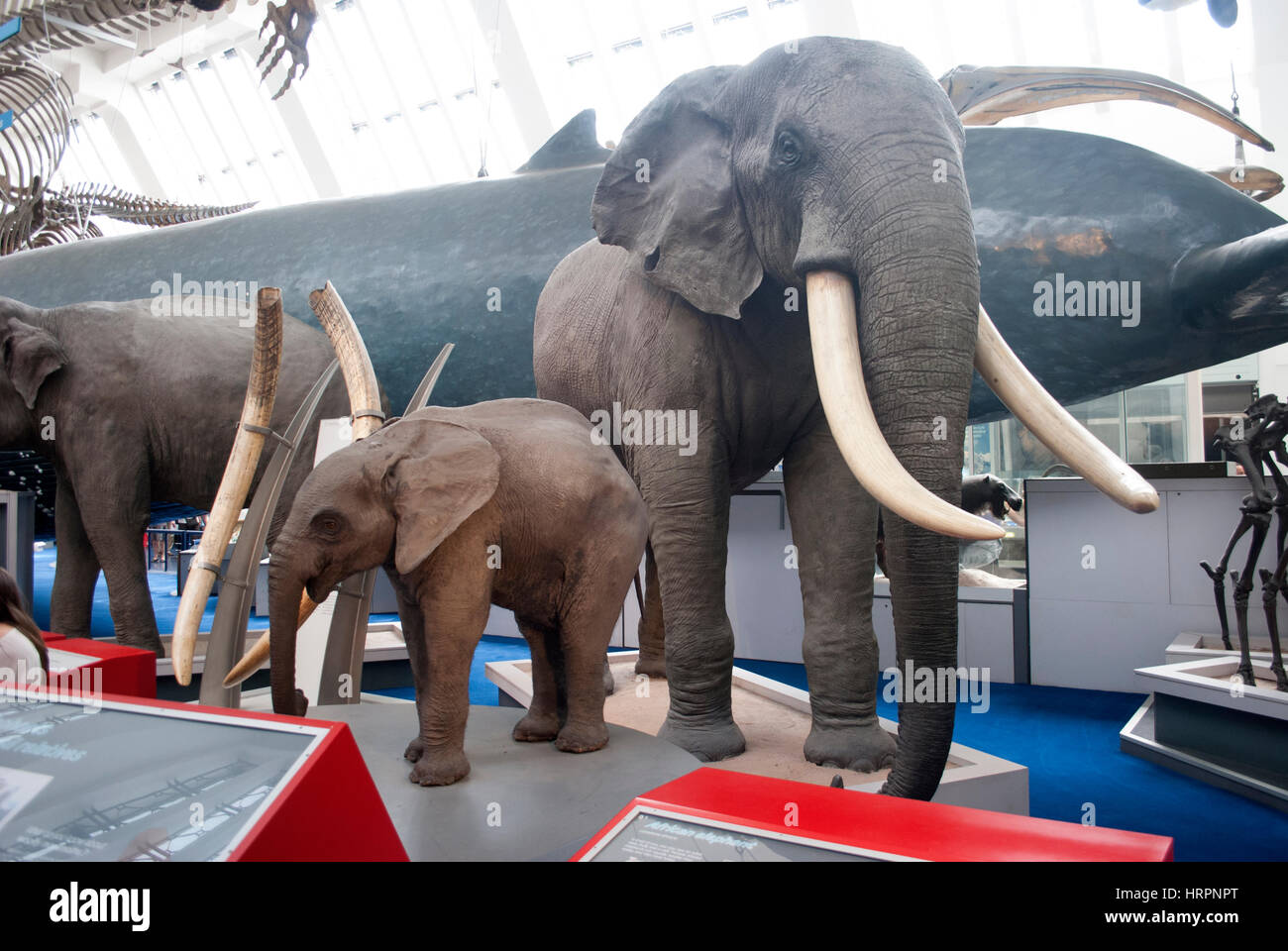 Blue Whale Compared To Elephant