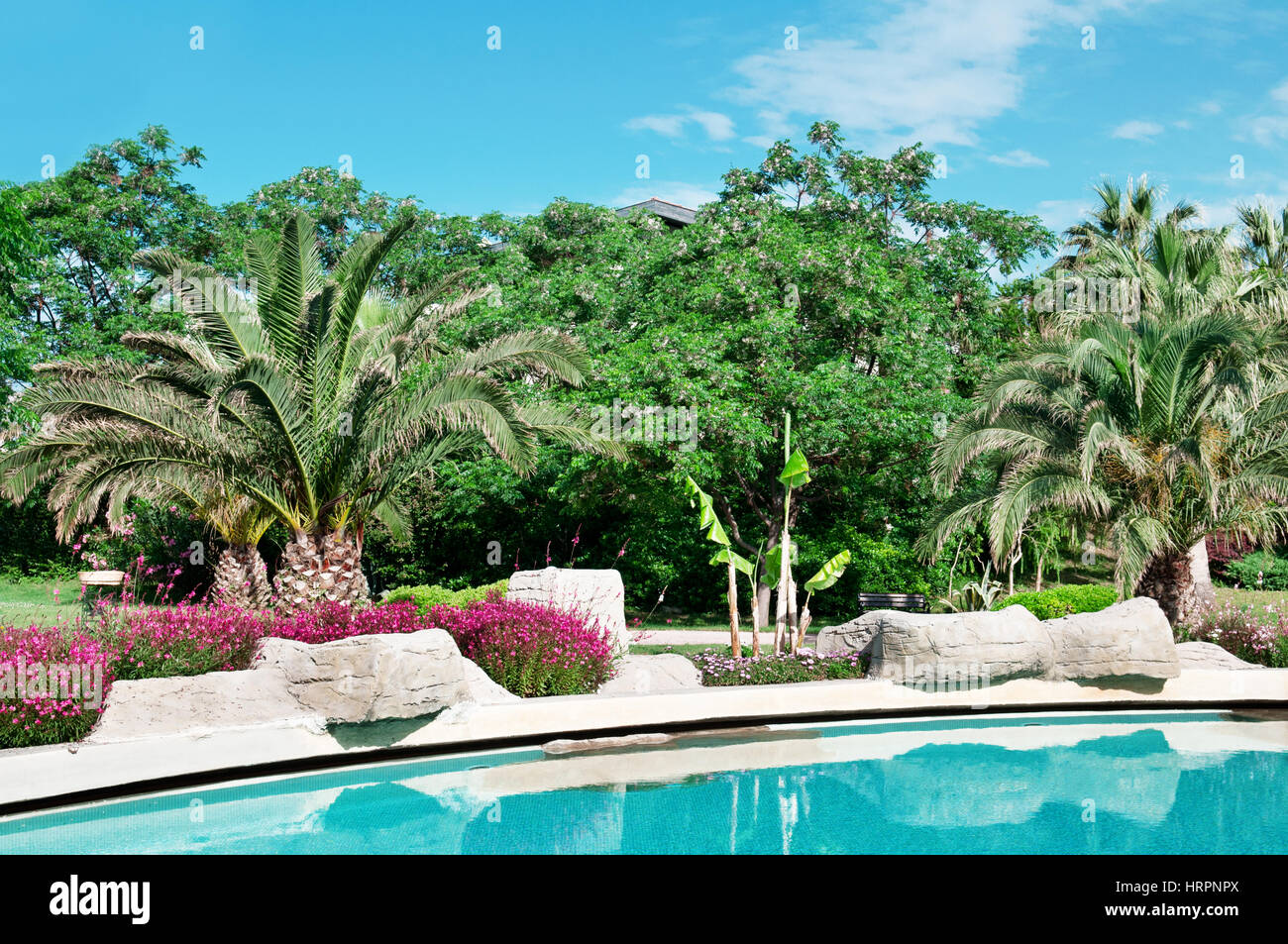 palm trees and flowers around the outdoor pool Stock Photo - Alamy