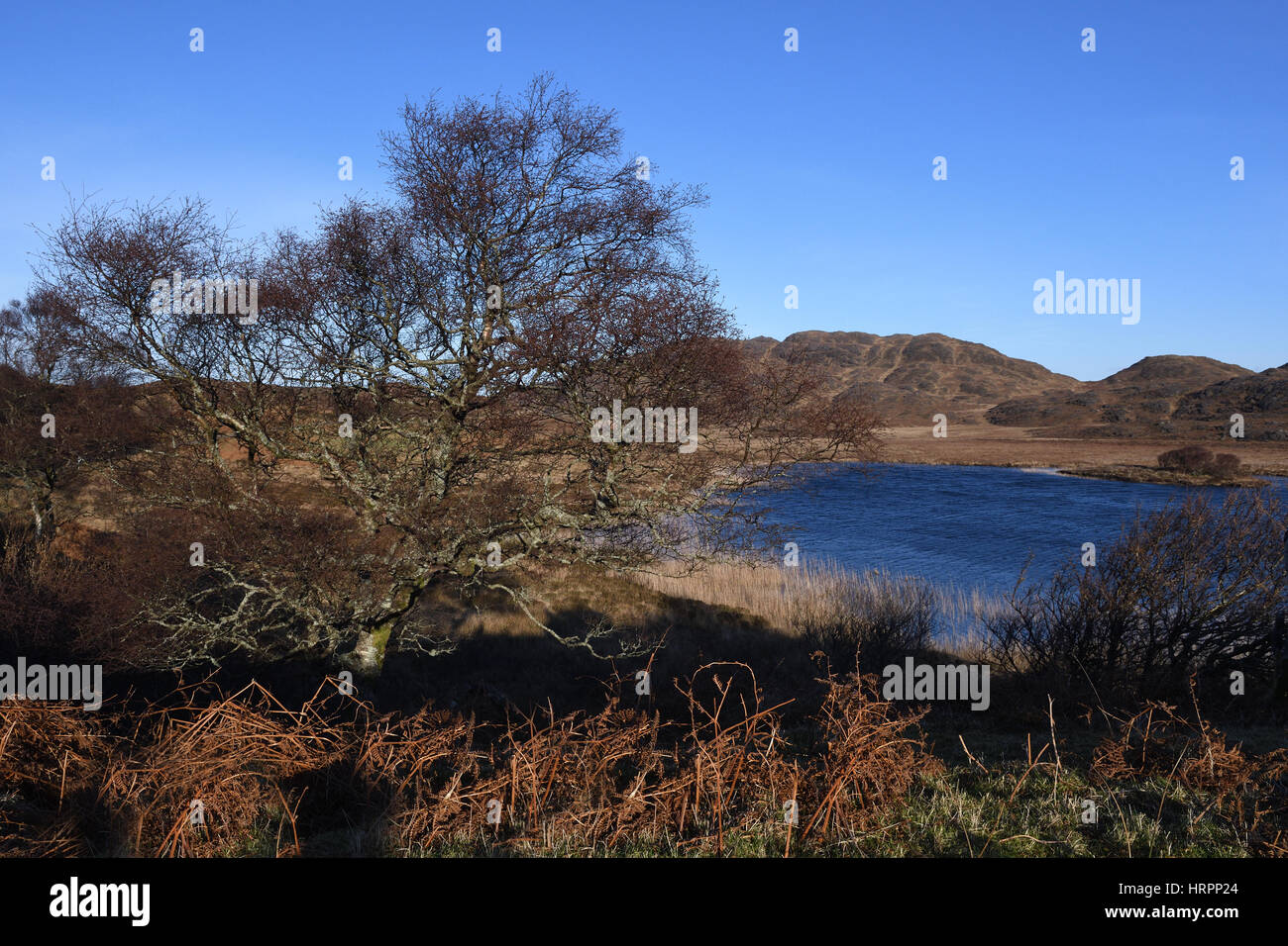 small lochan;near kilchoan;ardnamurchan;scotland Stock Photo - Alamy