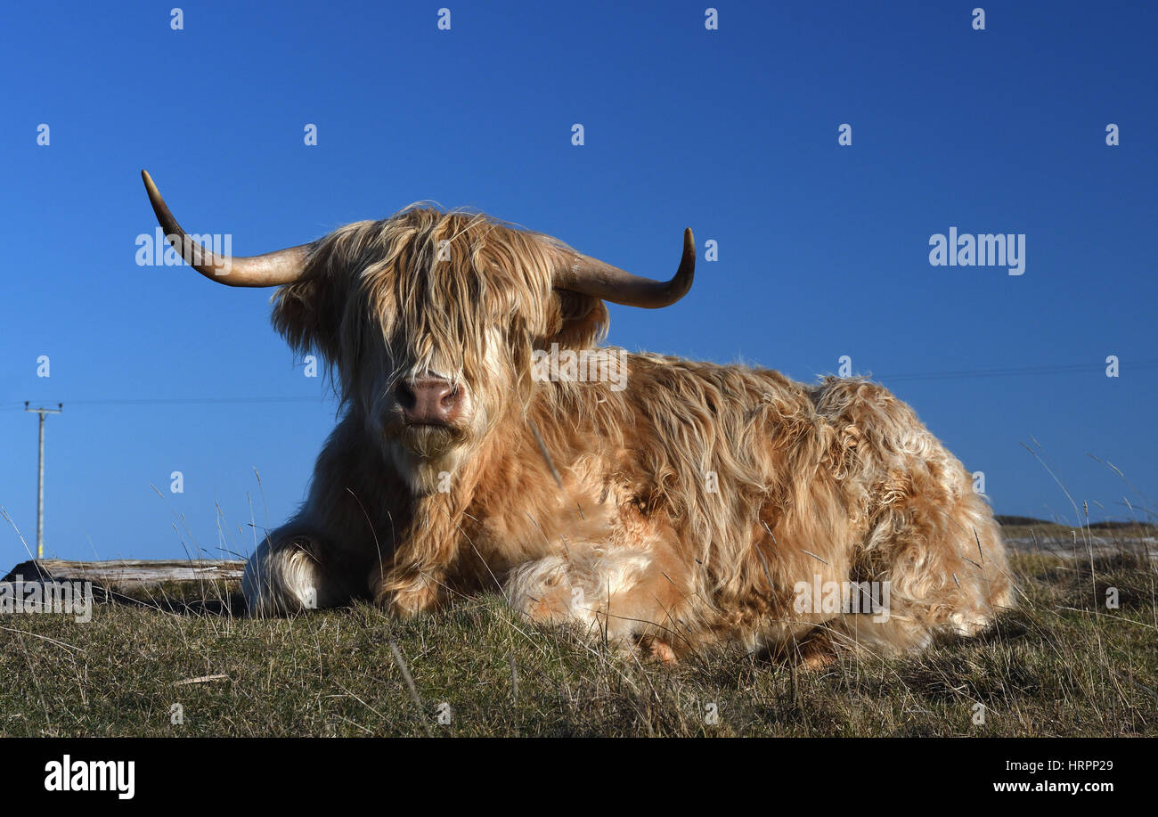 Highland cow;sanna bay;ardnamurchan;scotland Stock Photo - Alamy