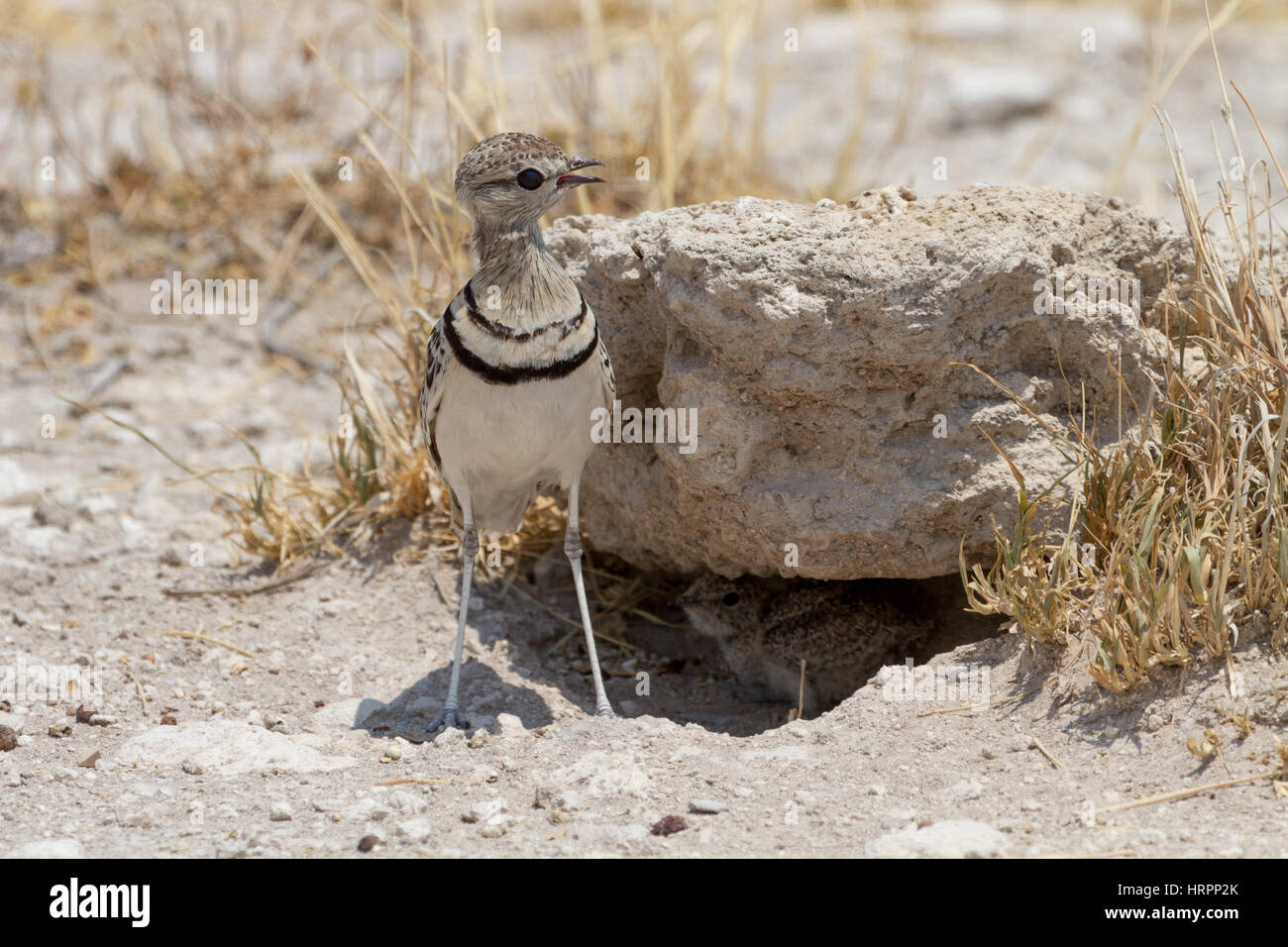standing guard over nest Stock Photo - Alamy