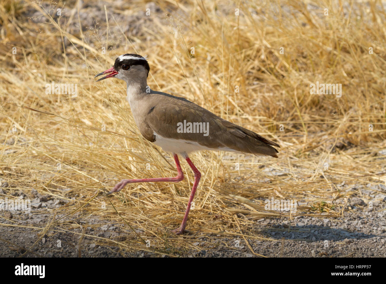 Crowned Plover High Resolution Stock Photography and Images - Alamy