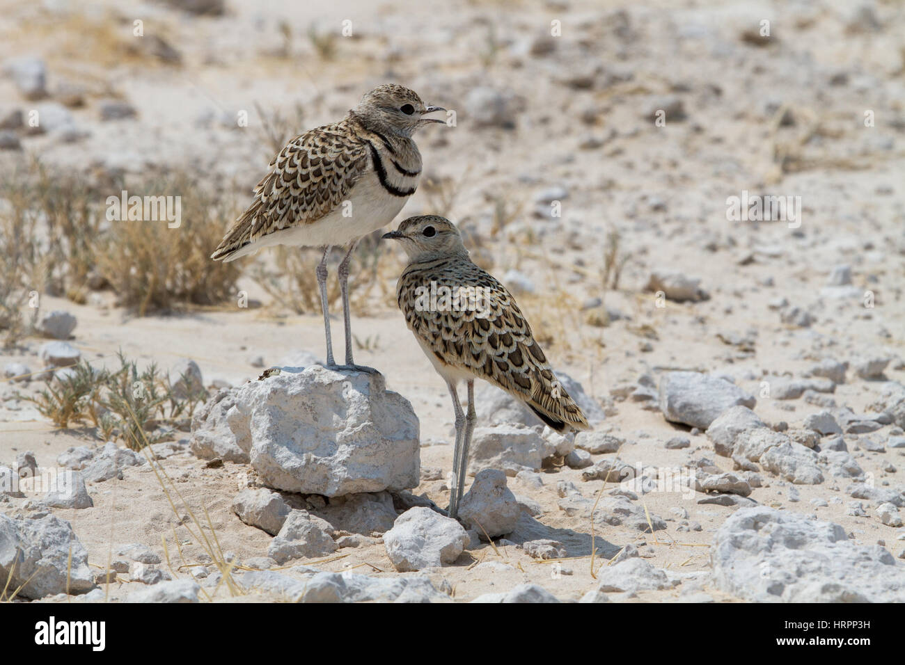 Coursers hi-res stock photography and images - Alamy