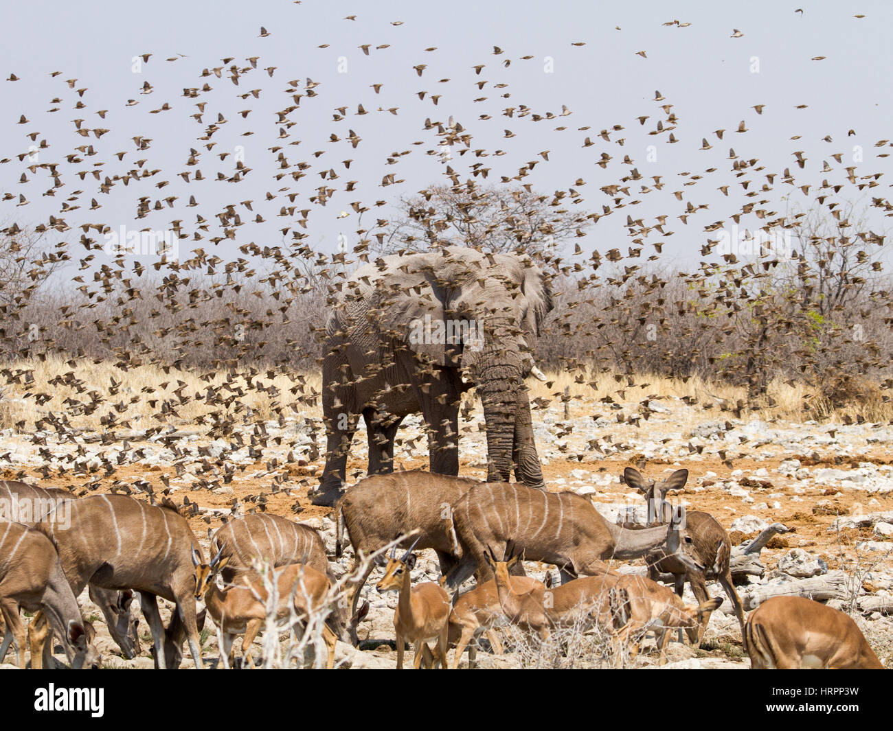 Blackfaced impala hi-res stock photography and images - Alamy
