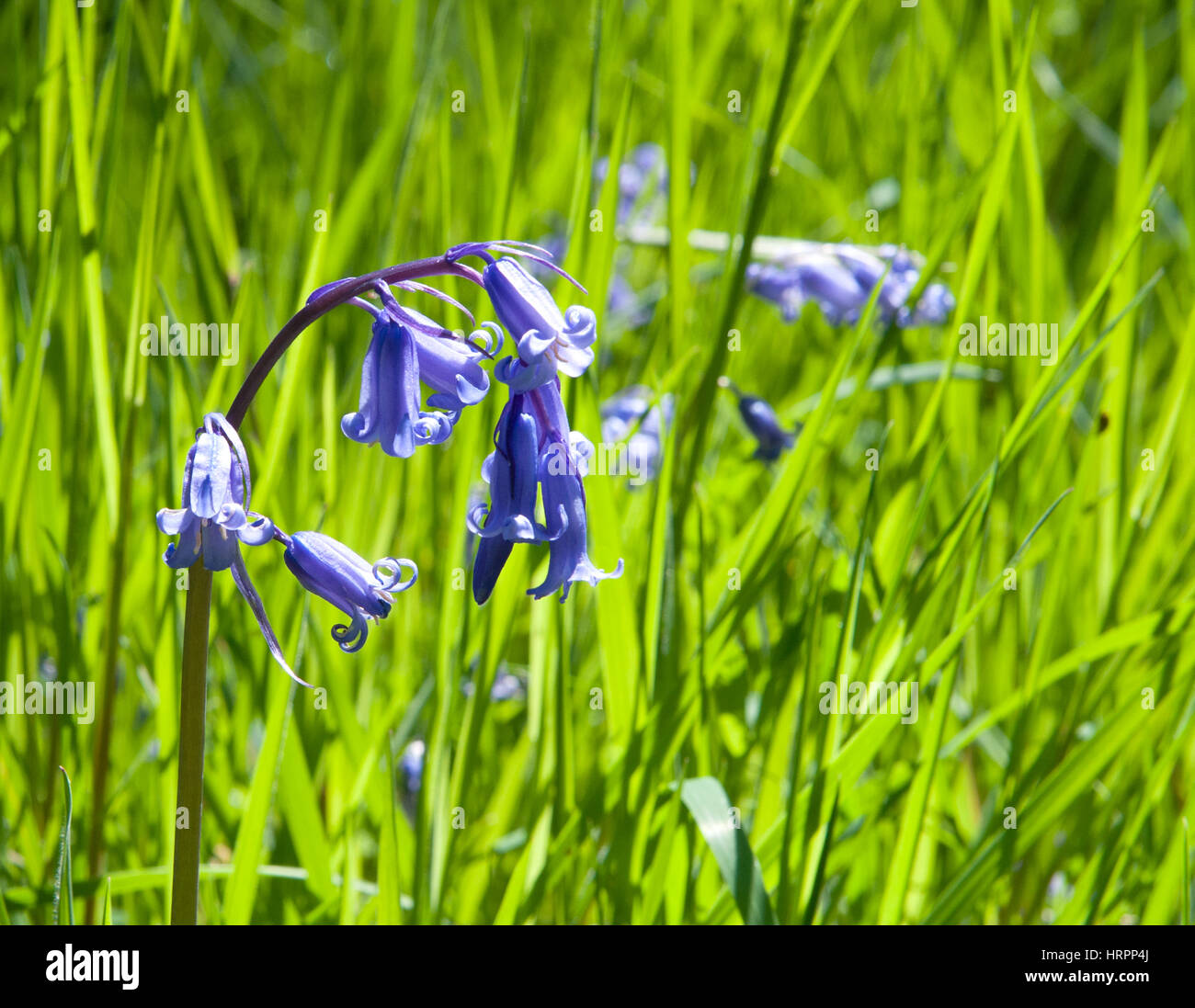 Beautiful bluebell flowers hi-res stock photography and images - Alamy