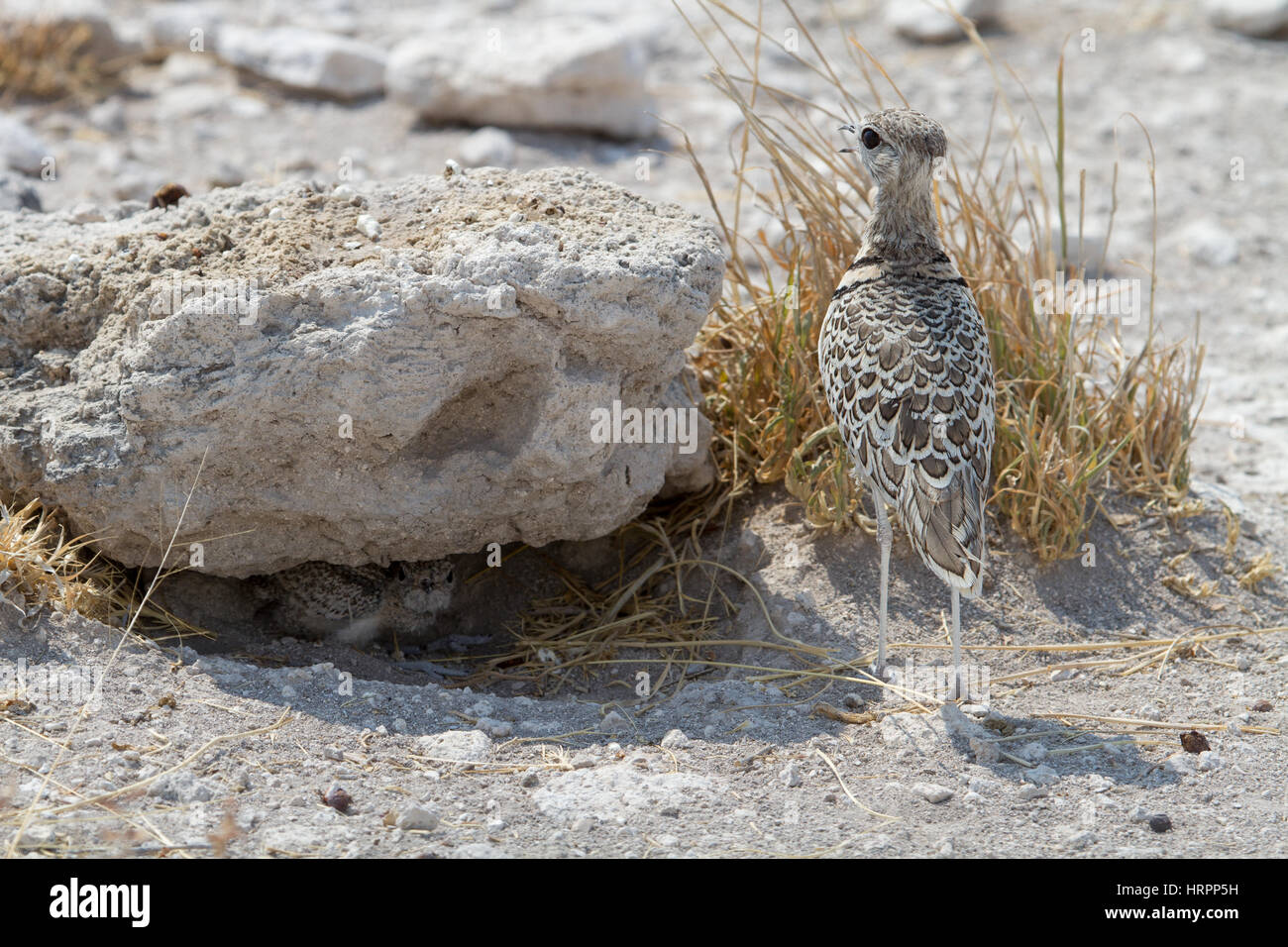 standing guard over nest Stock Photo - Alamy