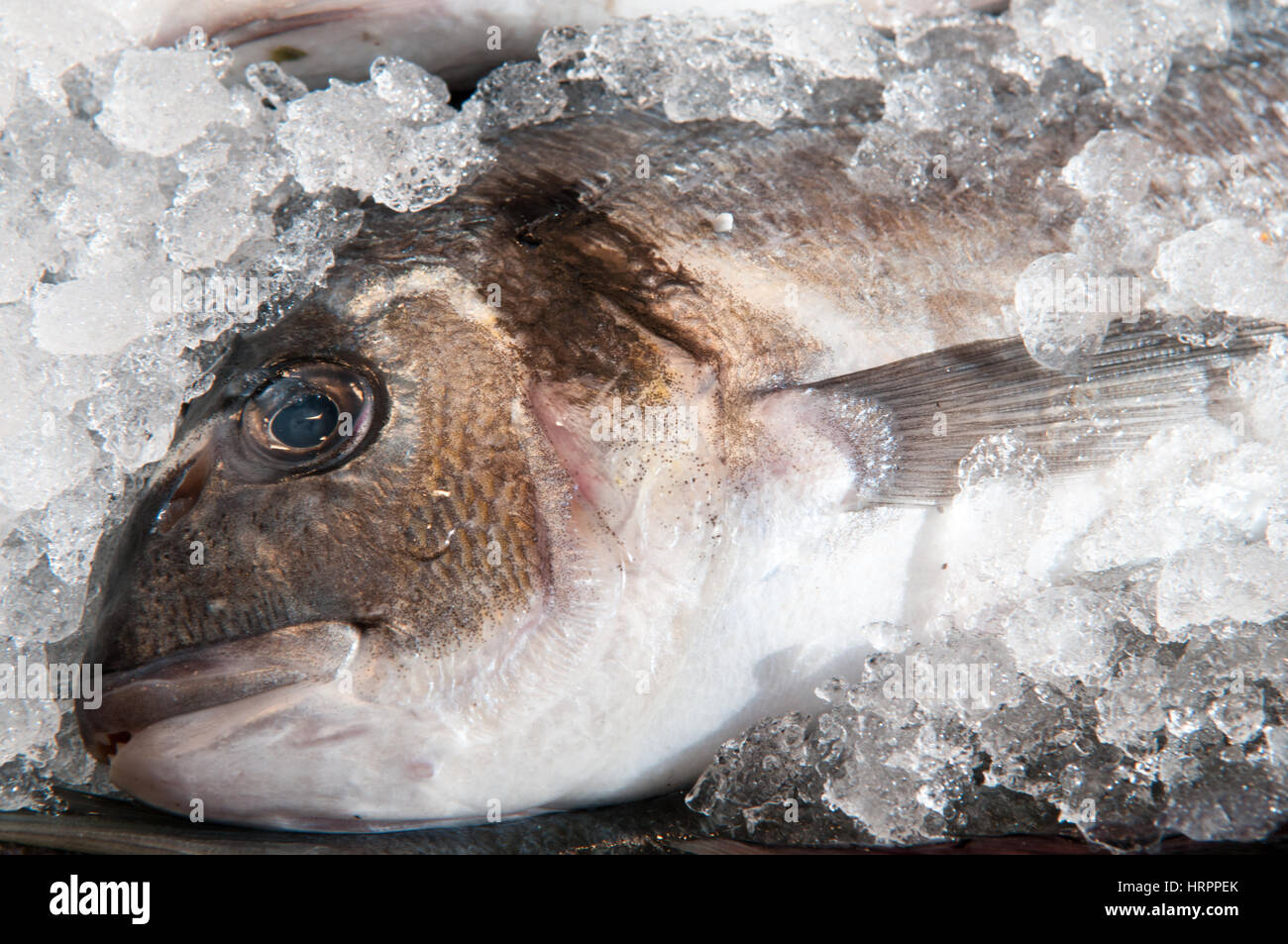 Close up shot of fish on ice at the market Stock Photo - Alamy