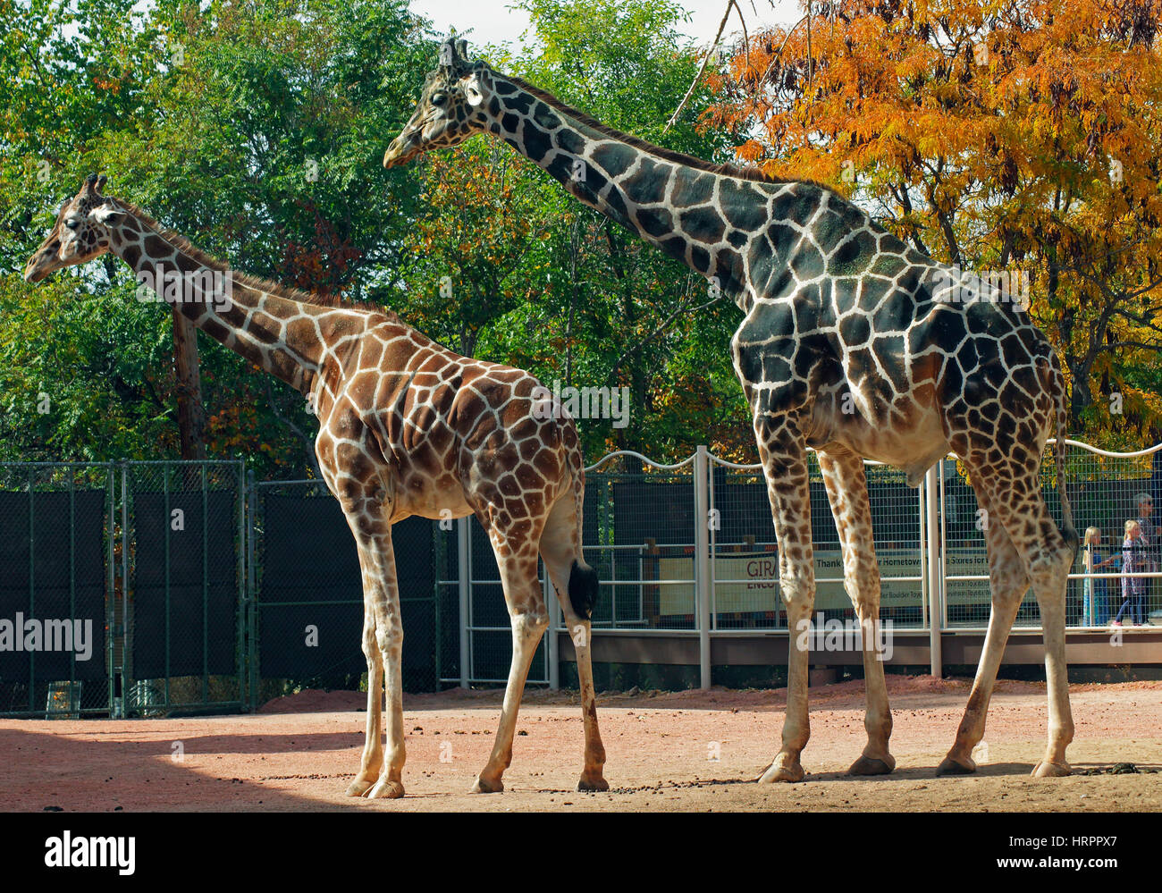 Giraffes in Denver,Colorado Stock Photo - Alamy