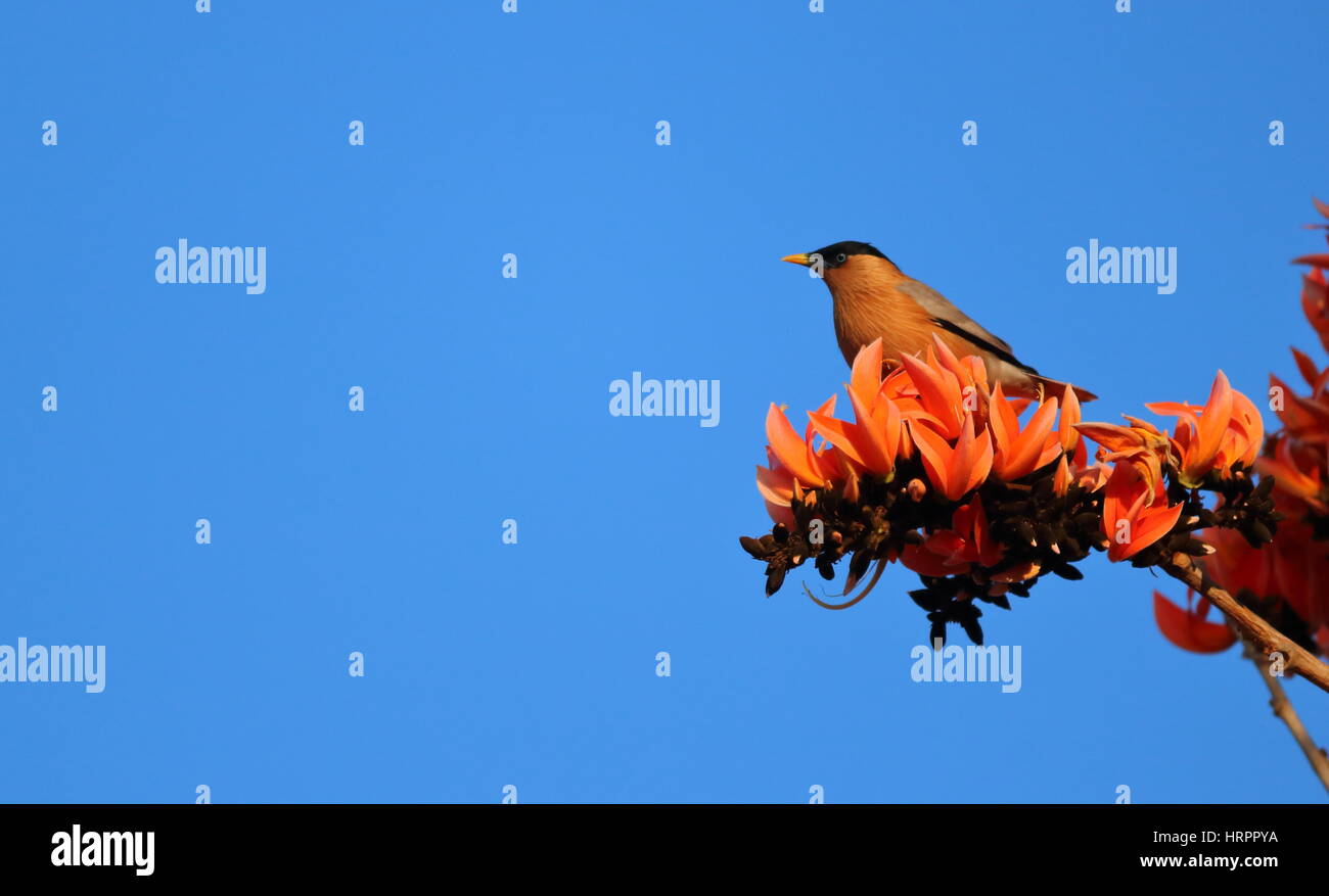 Indian birds image hi-res stock photography and images - Alamy