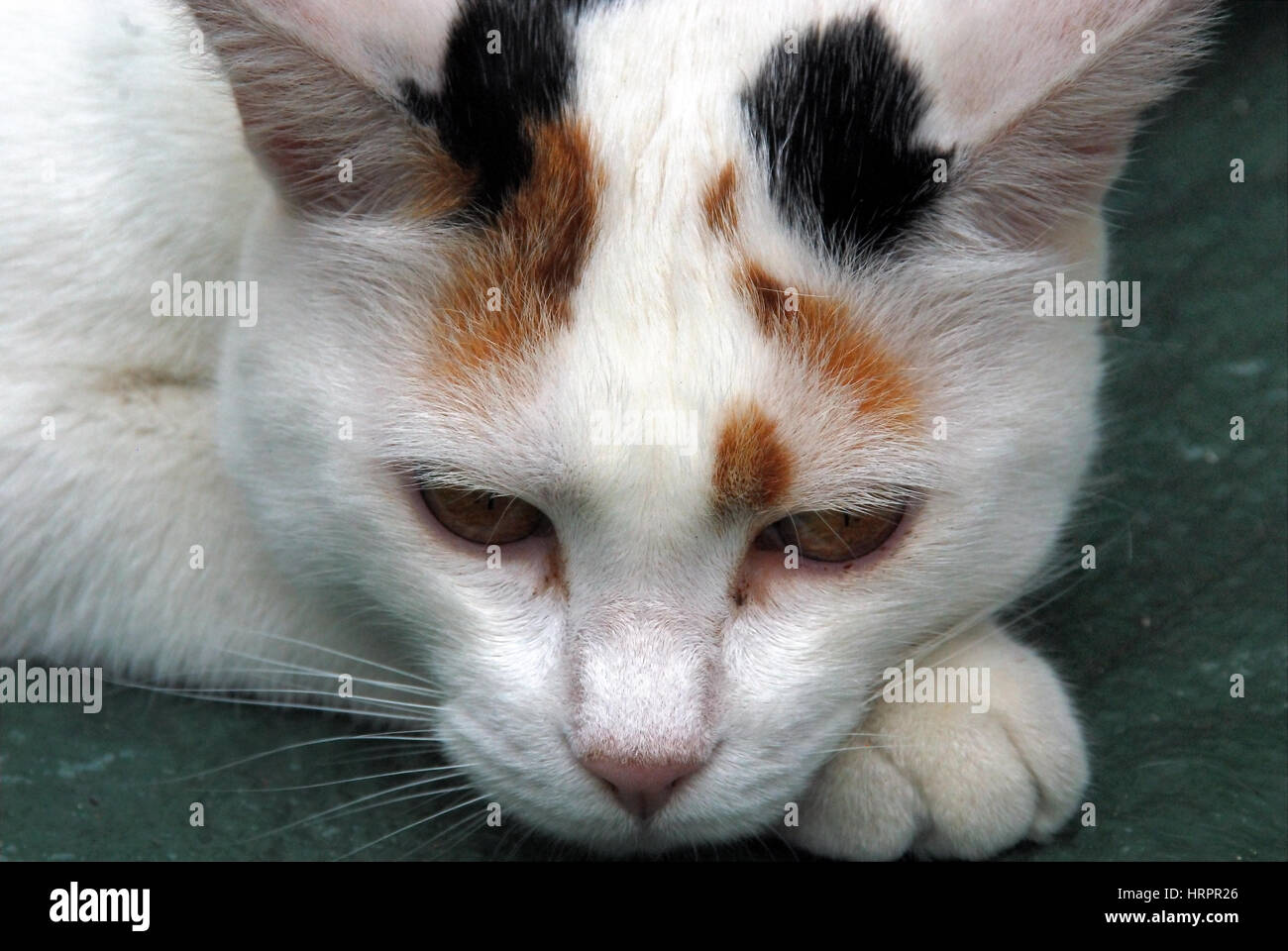 Portrait of a tricolor sad cat Stock Photo - Alamy