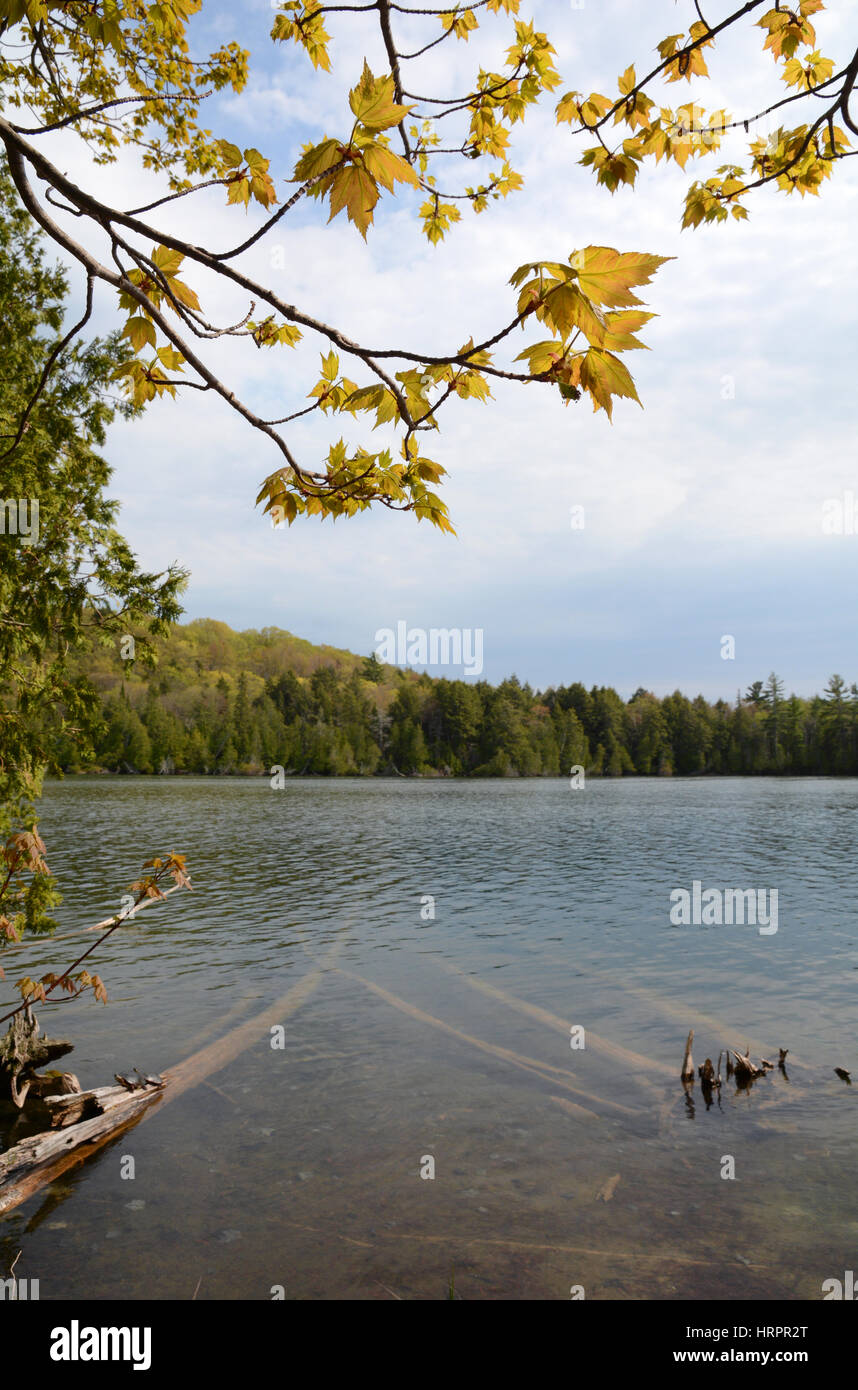 A shallow lake with logs visible underwater. The lake is surrounded by ...