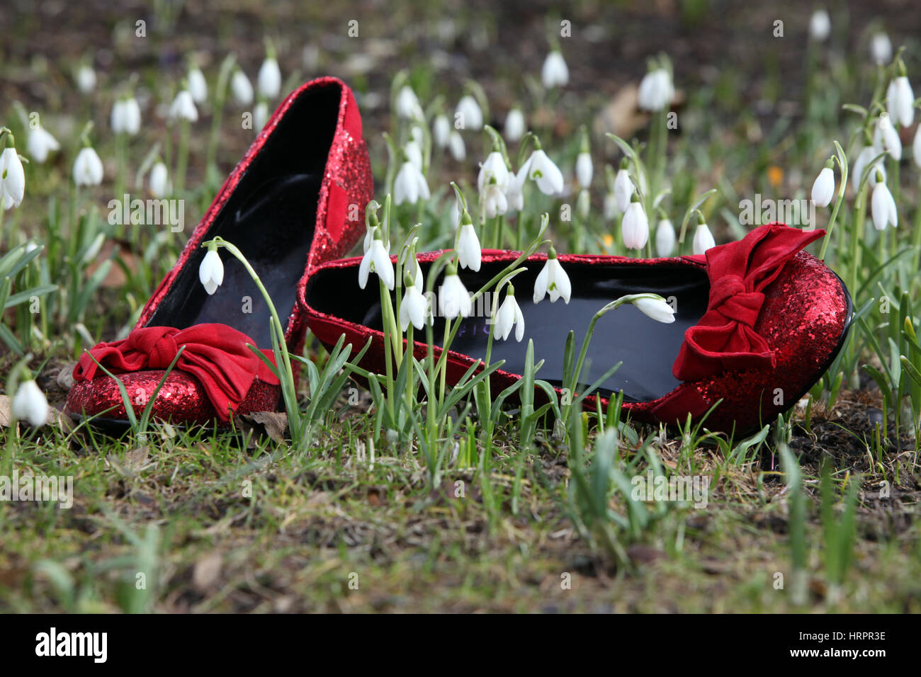 A pair of red ladies shoes in a patch of snowdrops Stock Photo - Alamy