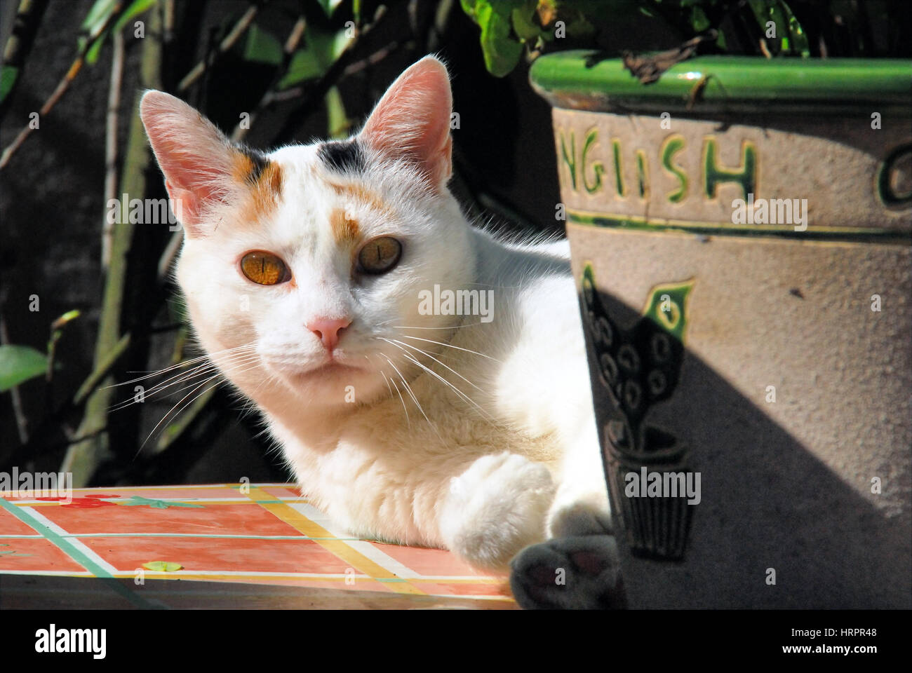 Portrait of a tricolor cat Stock Photo - Alamy