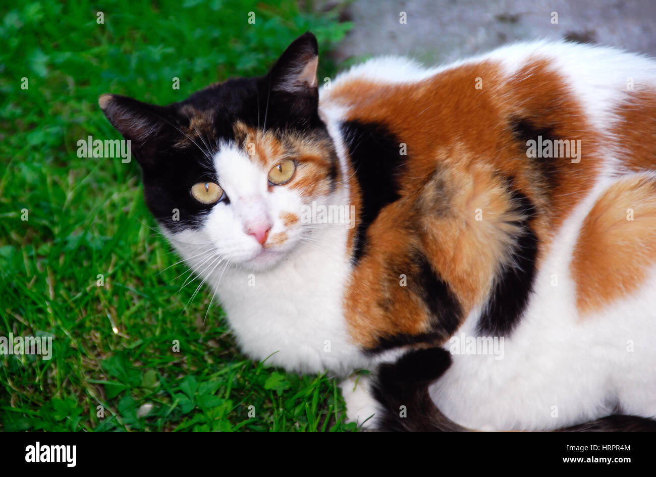 Portrait of a tricolor cat Stock Photo - Alamy