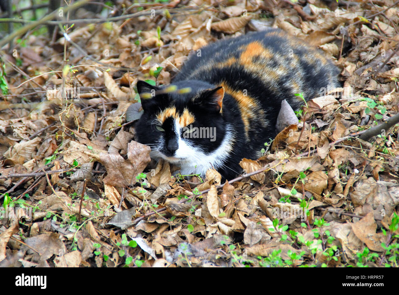 Portrait of a tricolor cat Stock Photo - Alamy