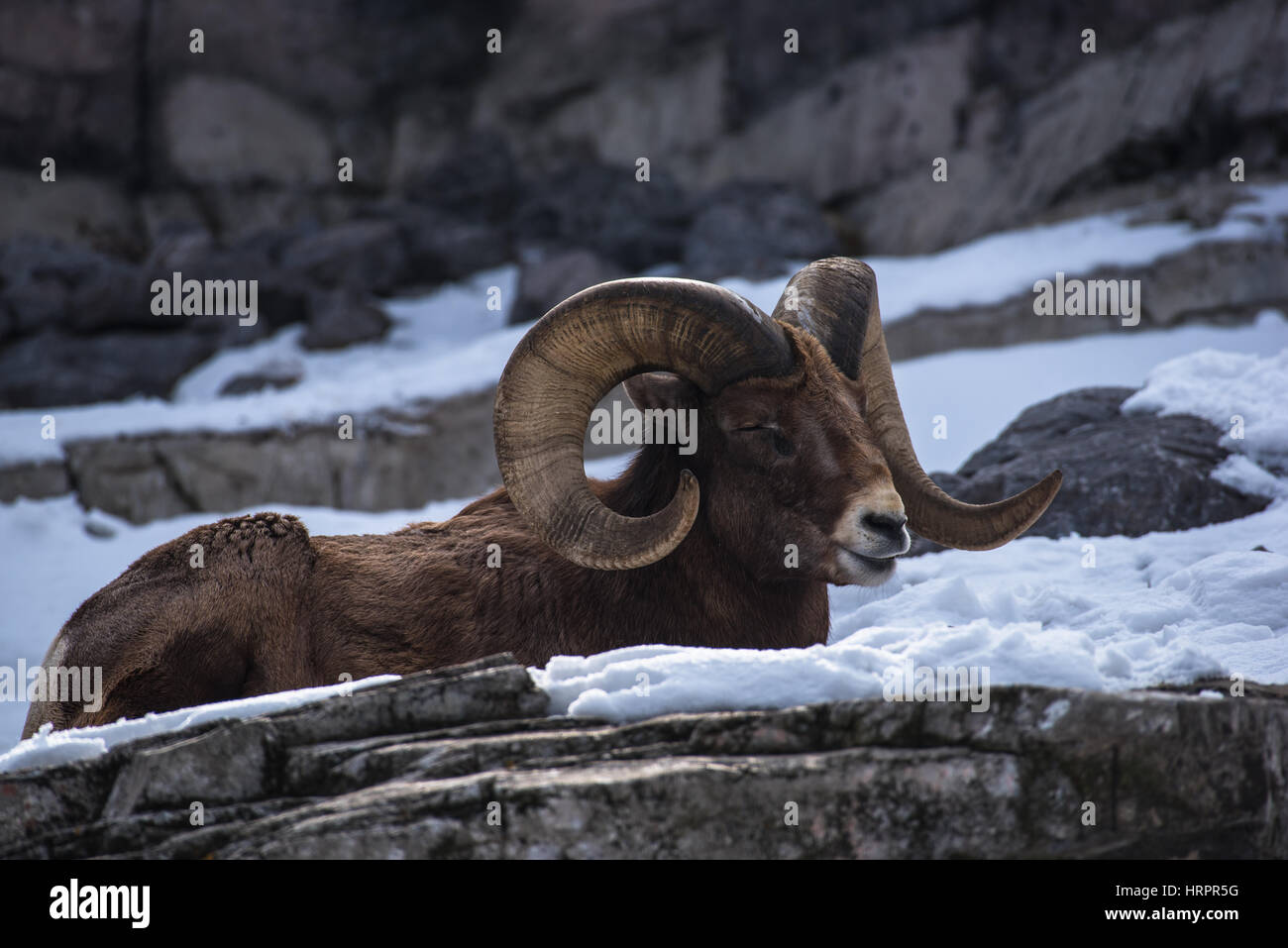 Sheep At Rest High Resolution Stock Photography and Images - Alamy
