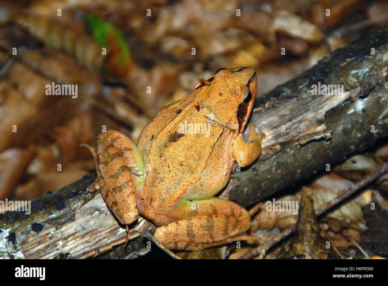 The Alpine frog or mountain frog (Rana temporaria), also commonly ...