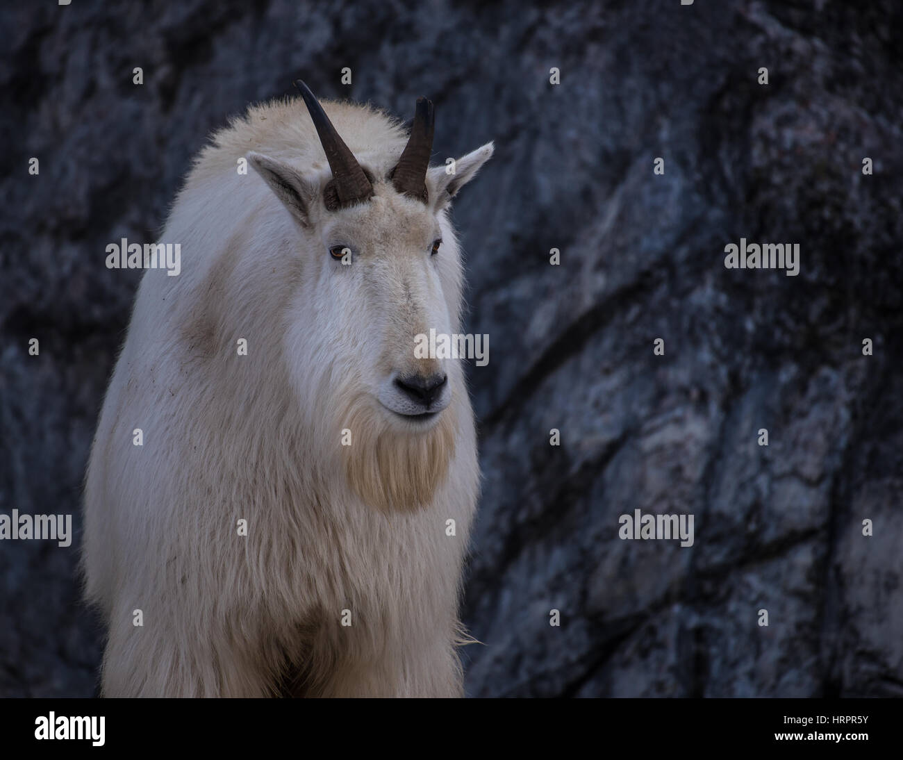 Mountain Goat in the winter Stock Photo - Alamy