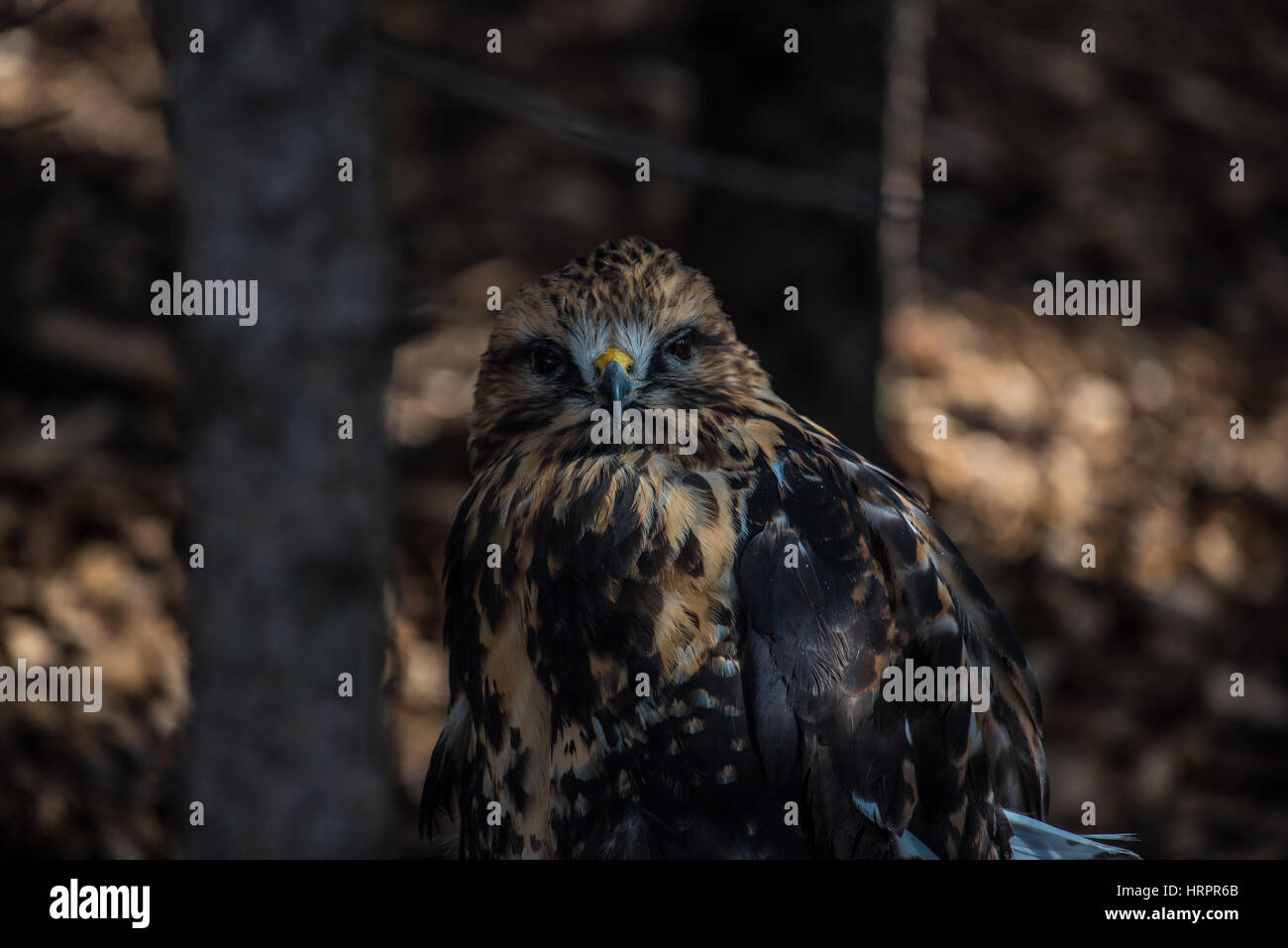 Predator close up hi-res stock photography and images - Alamy