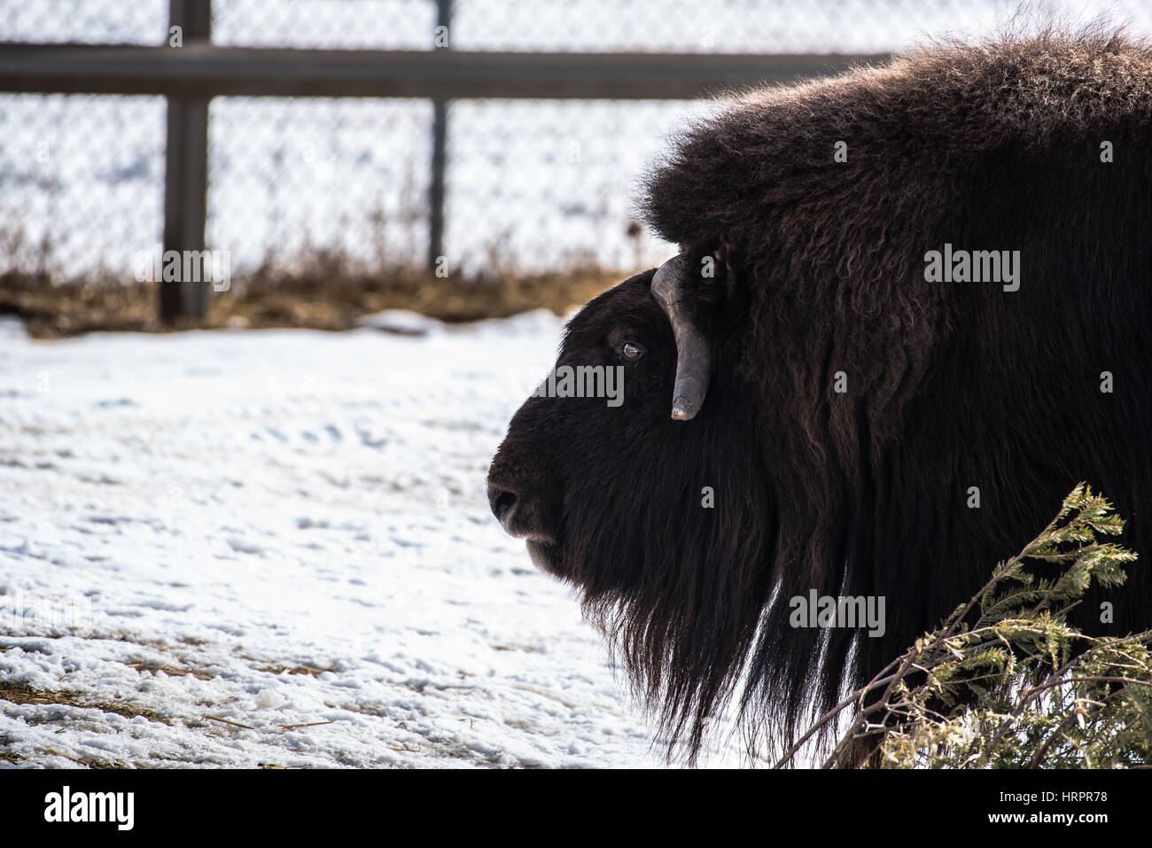 Musk Ox in the winter snow close up Stock Photo - Alamy