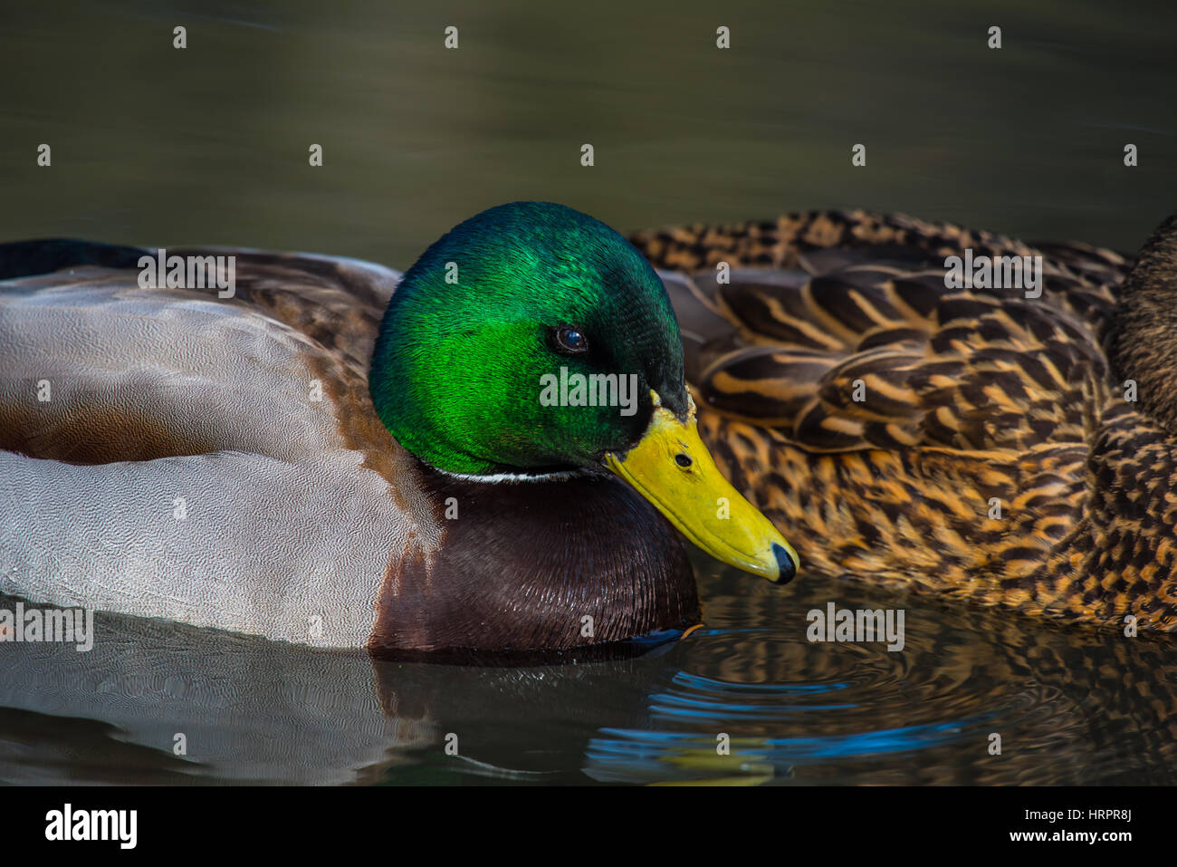 Mallard duck floating on the water Stock Photo - Alamy