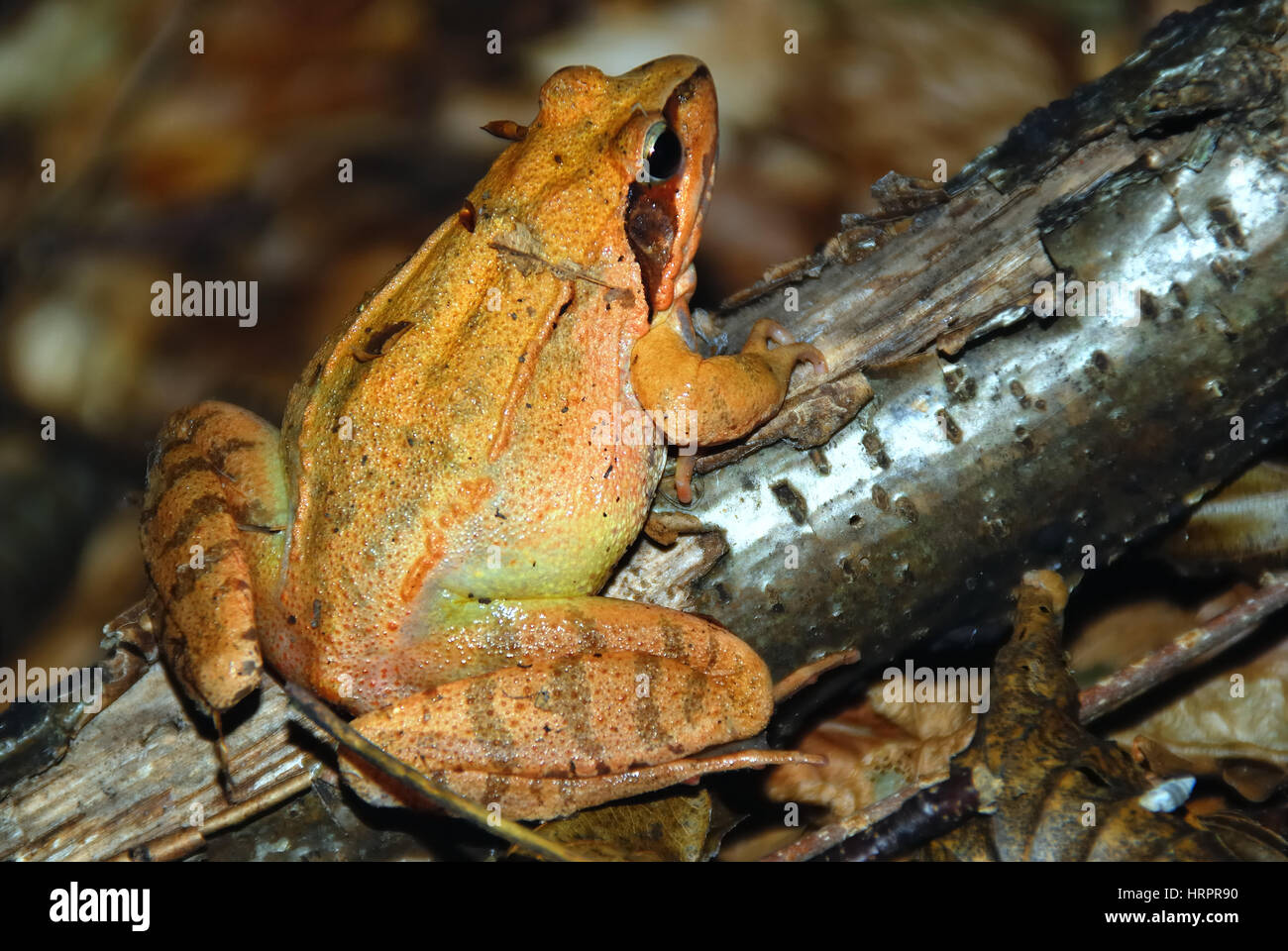 The Alpine frog or mountain frog (Rana temporaria), also commonly ...