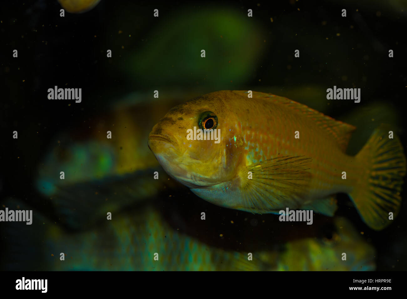 Colorful tropical fish close up Stock Photo - Alamy