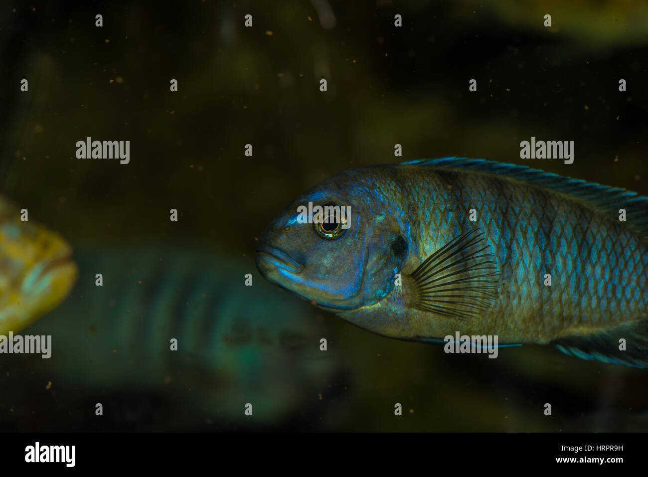 Colorful tropical fish close up Stock Photo - Alamy
