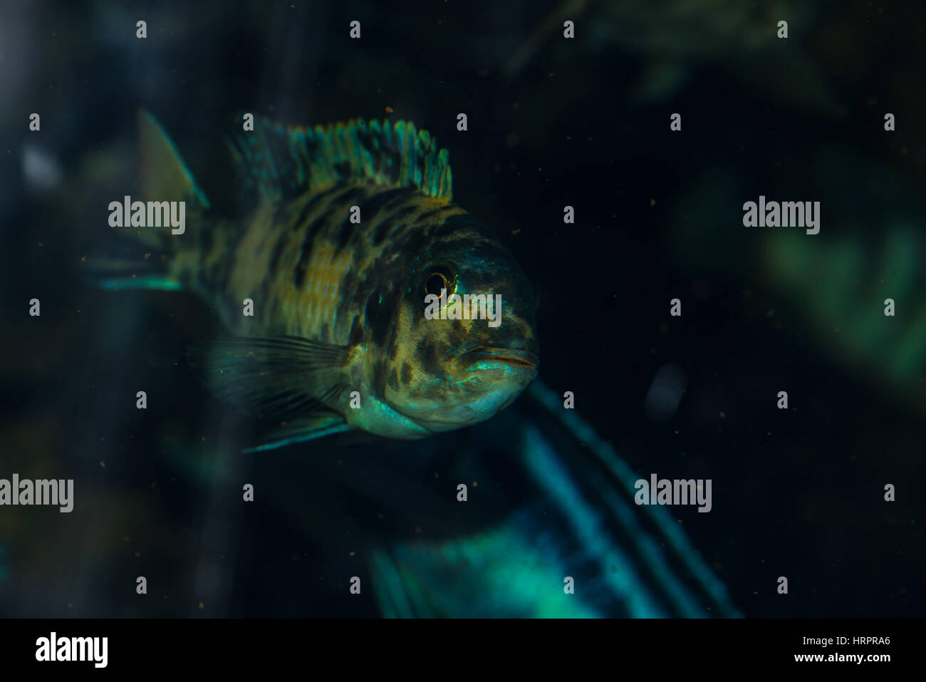 Colorful tropical fish close up Stock Photo - Alamy