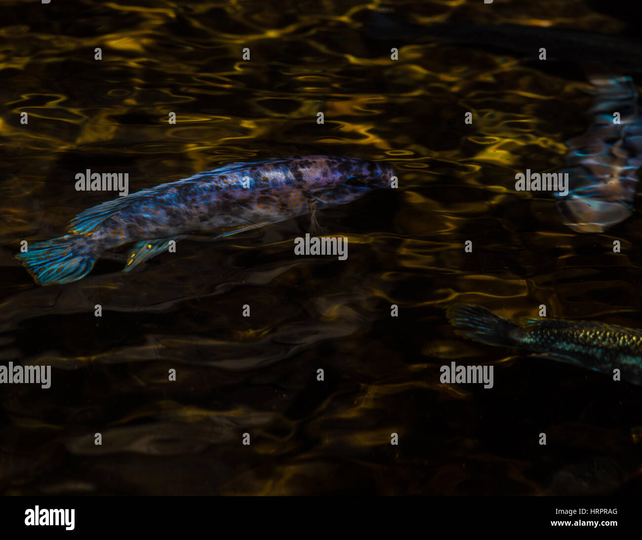 Colorful tropical fish close up Stock Photo - Alamy