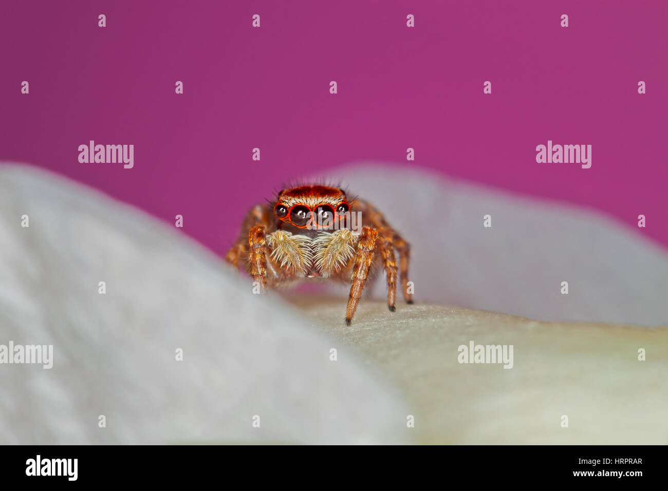 Tiny small curious spider hi-res stock photography and images - Alamy