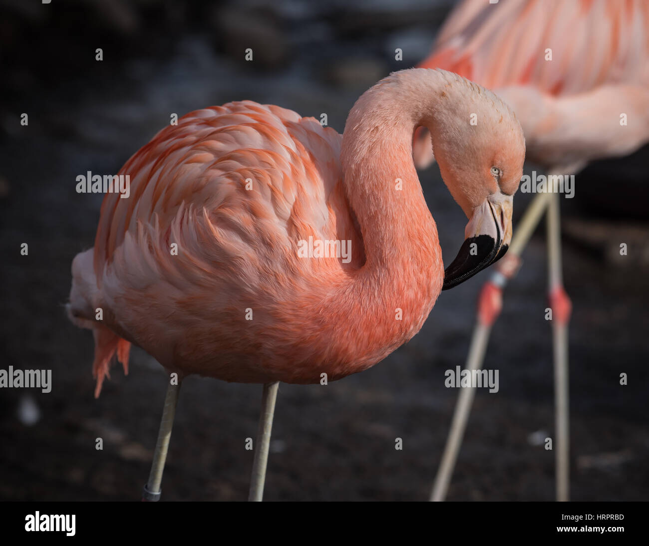 Flamingo close up hi-res stock photography and images - Alamy