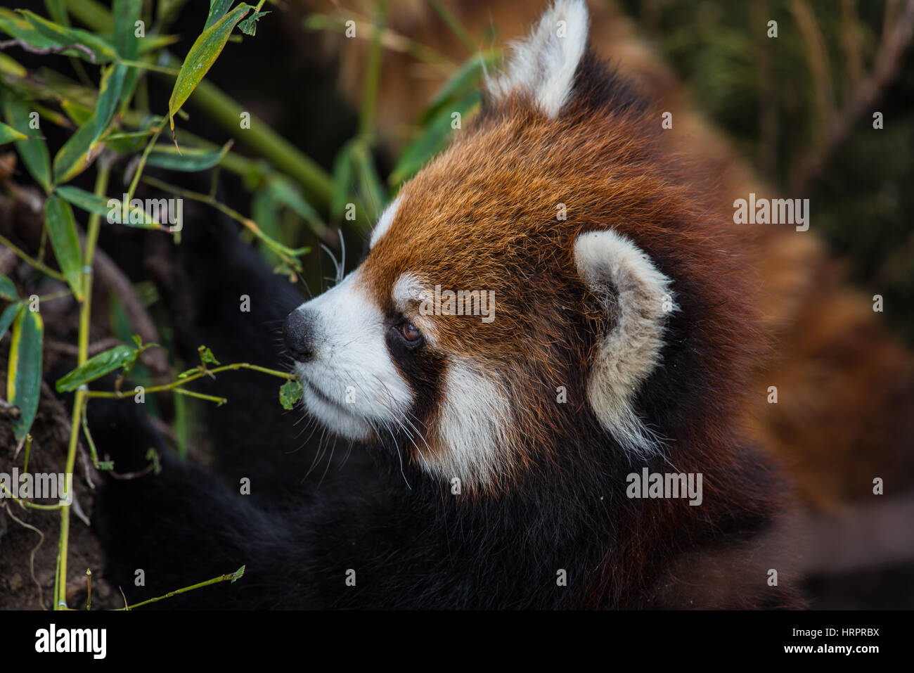 Red Panda close up Stock Photo - Alamy