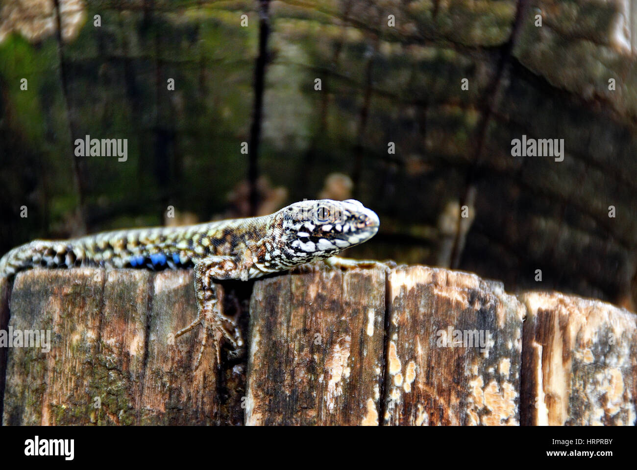 The Italian wall lizard, ruin lizard, or İstanbul lizard (Podarcis ...
