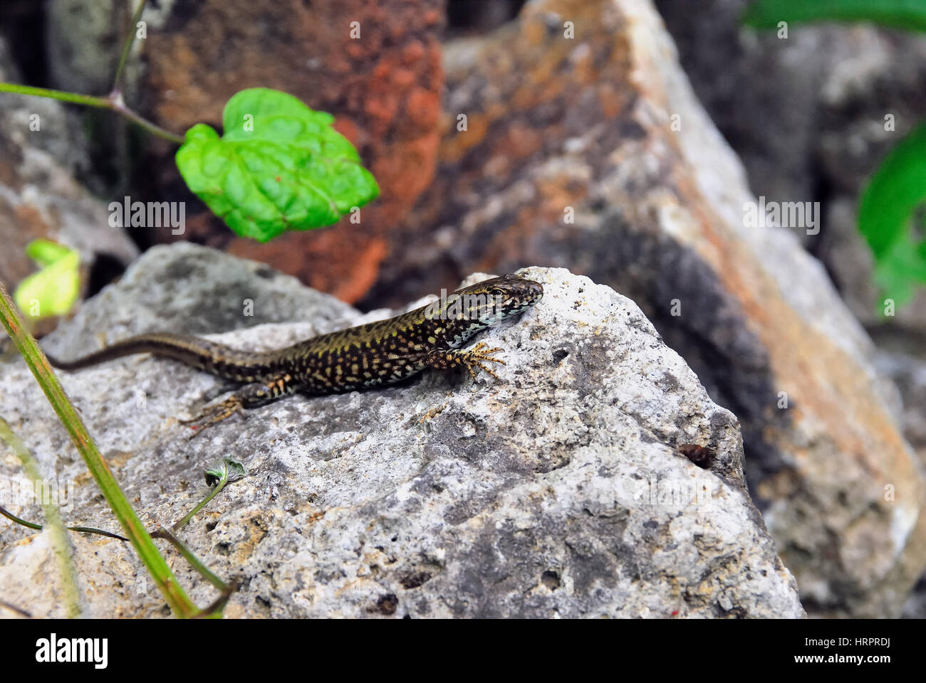 The Italian wall lizard, ruin lizard, or İstanbul lizard (Podarcis ...