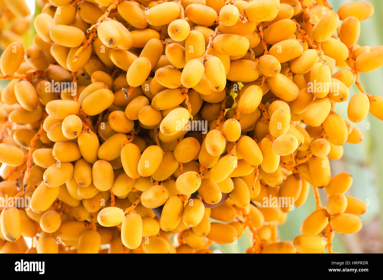 Closeup of cluster of orange date palm being slowly ripening Stock ...