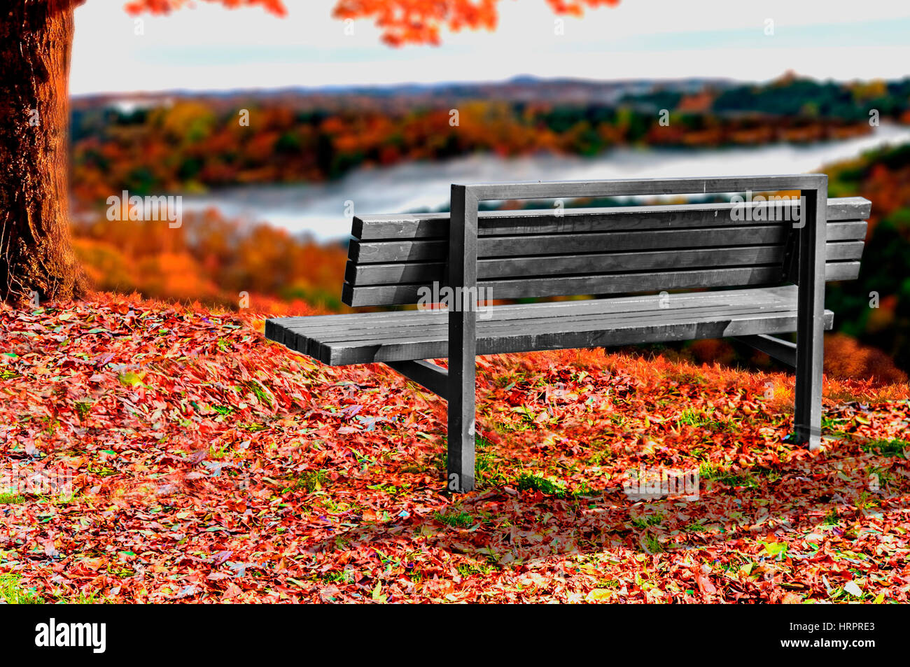 Park bench with beautiful forest view Stock Photo - Alamy