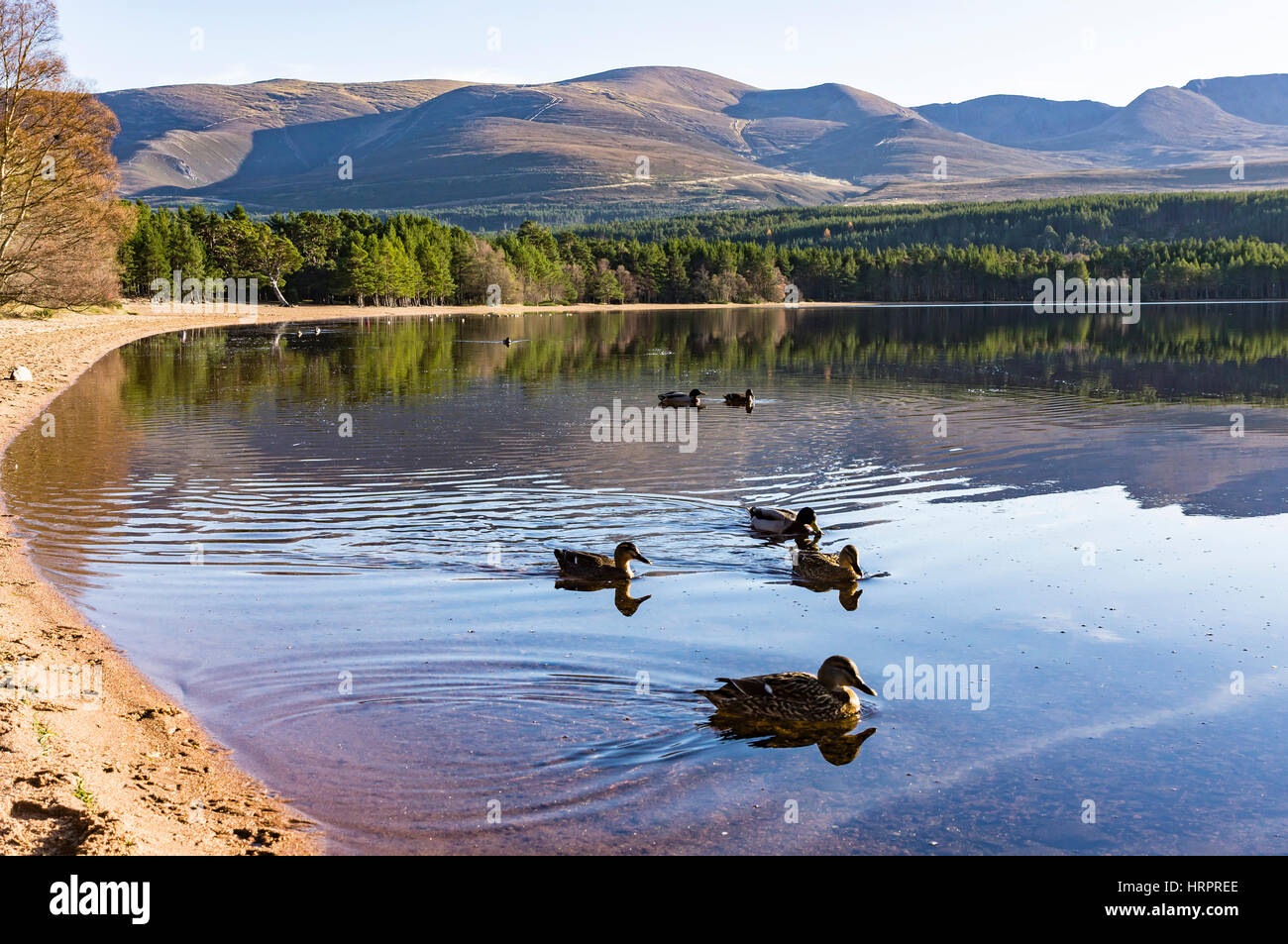 Loch Morlich in the Cairngorms region of Scotland on a calm and sunny ...
