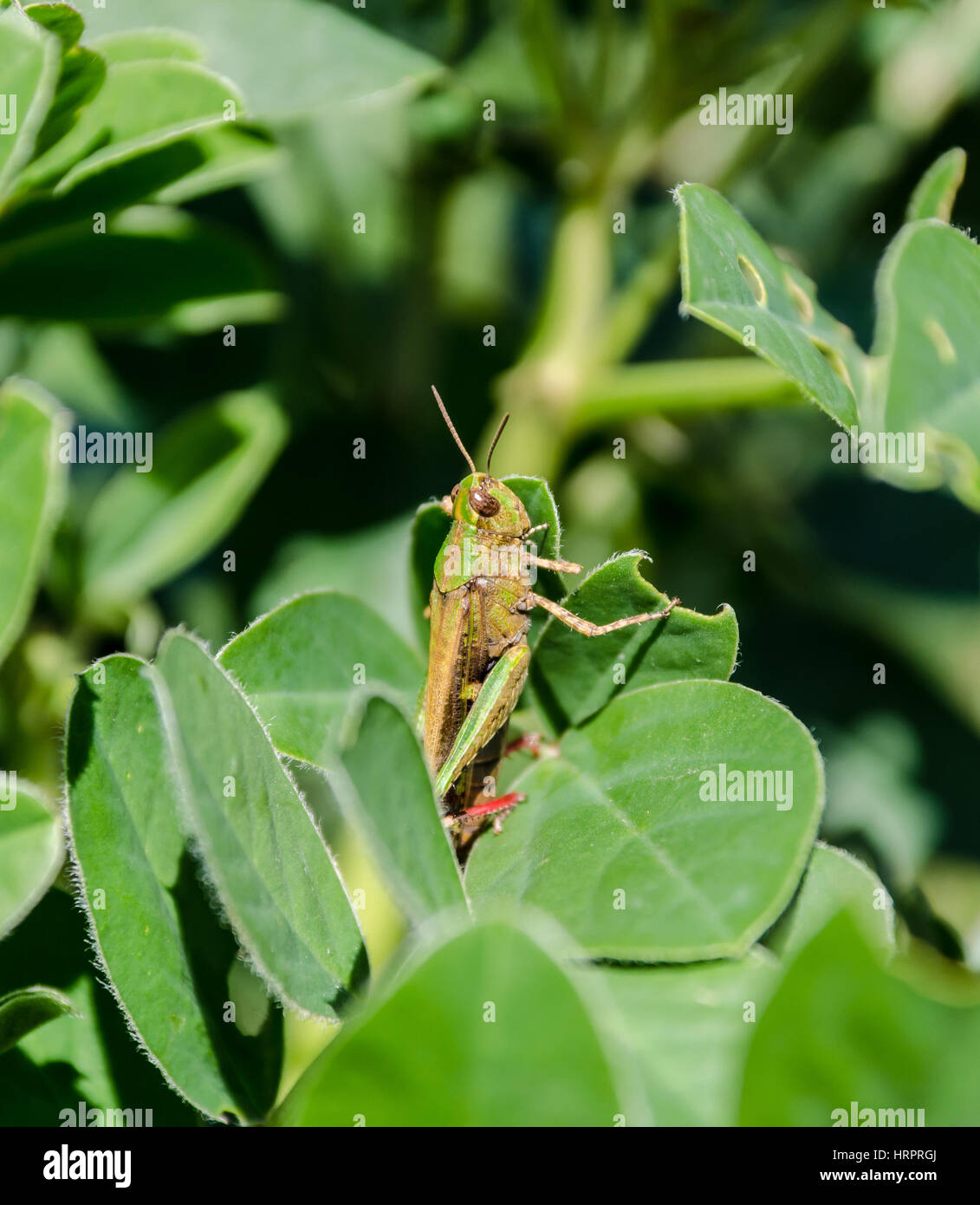 Maltese bug hi-res stock photography and images - Alamy