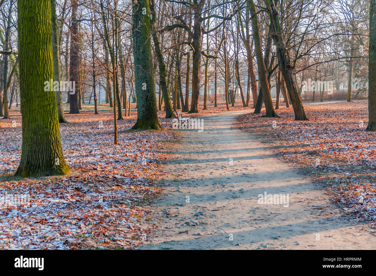 The stone path in the city park with lot tree Stock Photo - Alamy