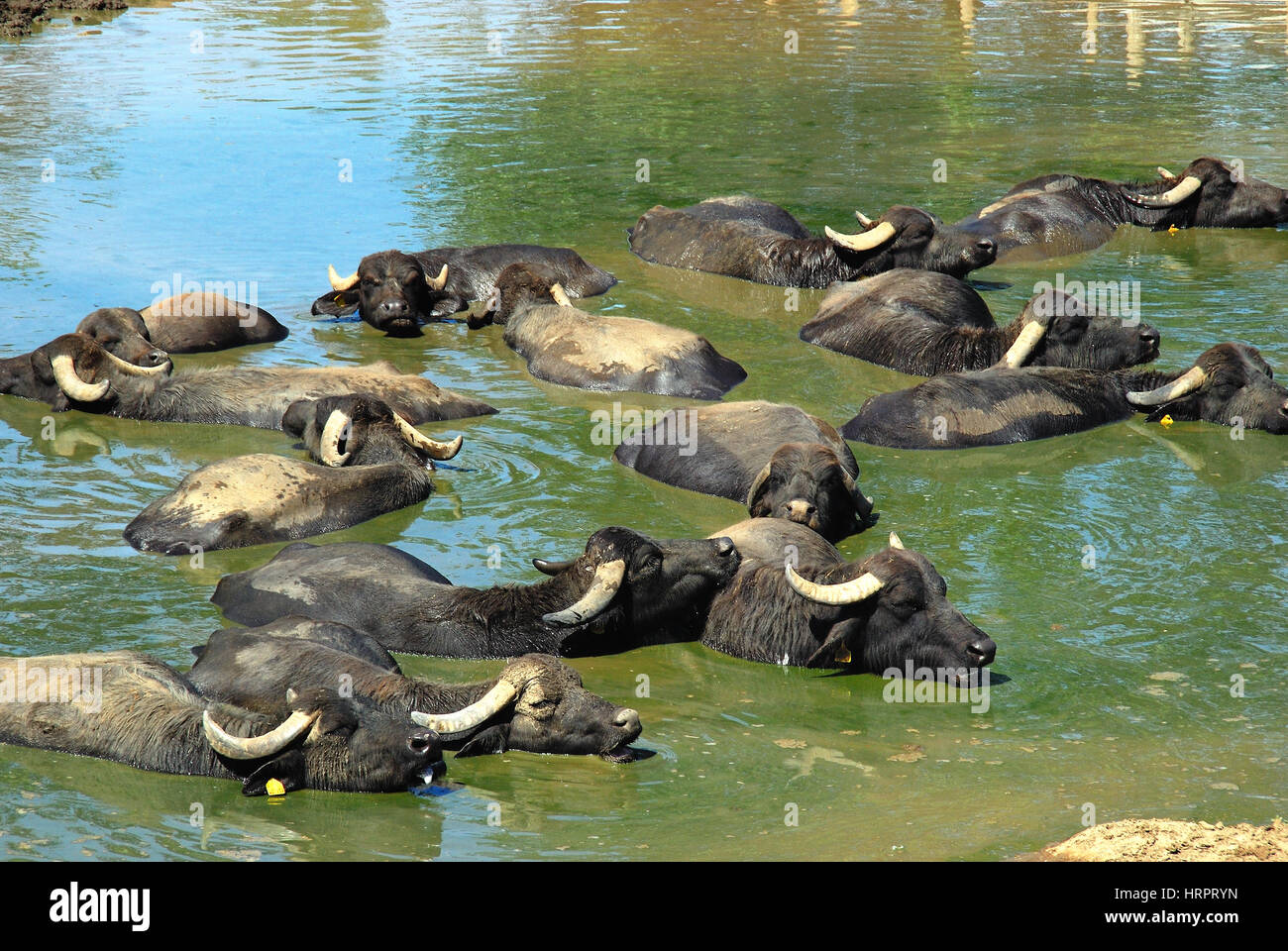 Italian mediterranean buffalo hi-res stock photography and images - Alamy