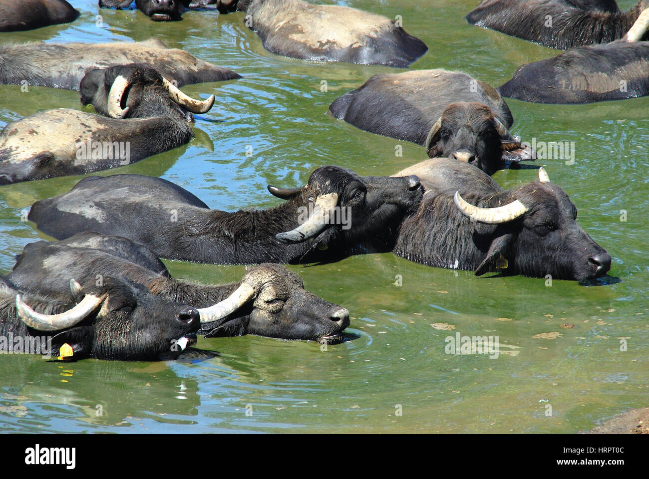 Italian Buffalo Milk High Resolution Stock Photography and Images - Alamy