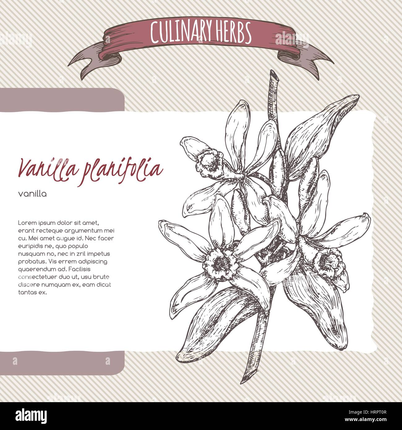 Vanilla vector hand drawn sketch. Culinary herbs collection Stock ...