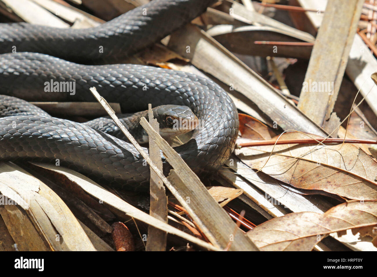 Black Florida Racer snake out in the open and soaking up the sun Stock ...