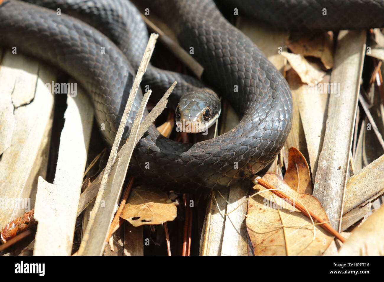 Black racer snake hi-res stock photography and images - Alamy