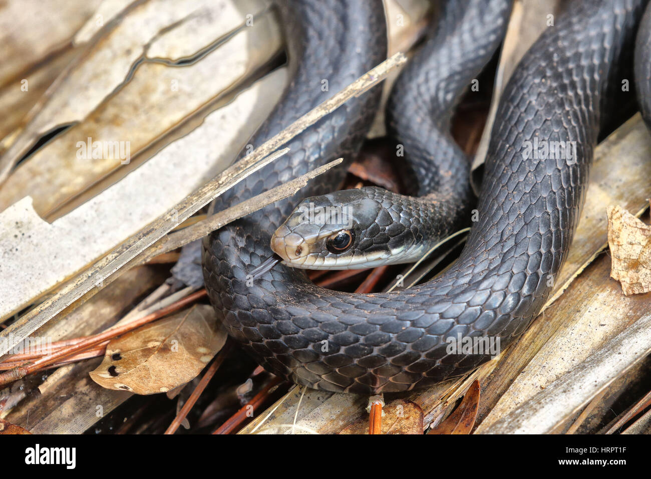Black Florida Racer snake out in the open and soaking up the sun Stock ...