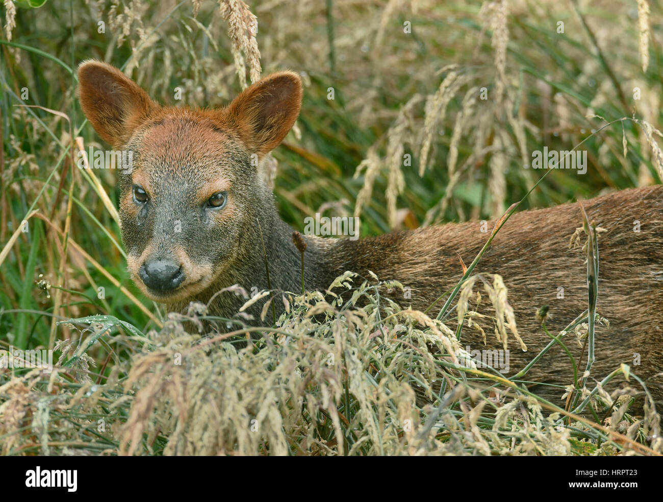 Southern Pudu (Pudu puda) tiny deer of Patagonian forest, Chiloe island ...